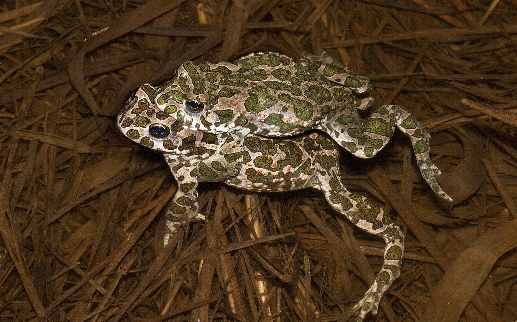 Sund & Bælt og ZOO vil redde truede tudser